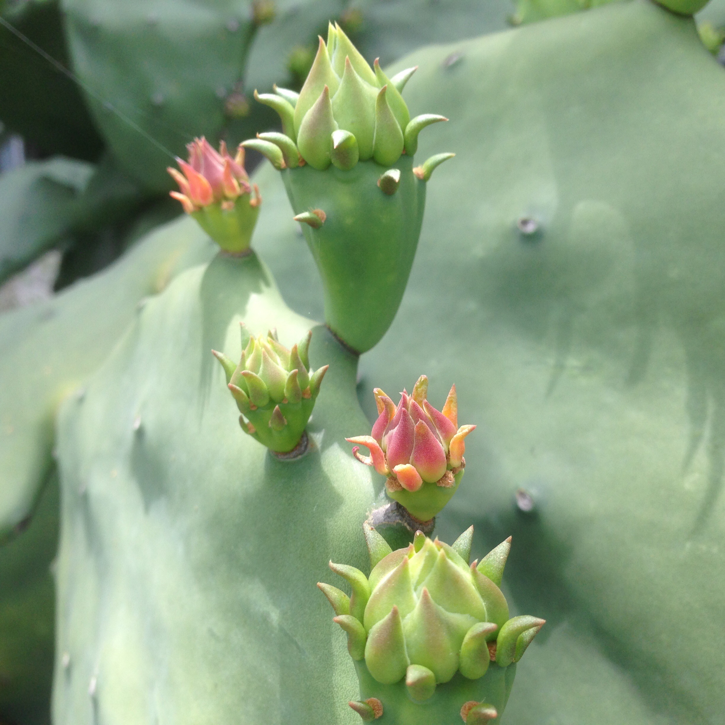 simple spring signals | eirene's island