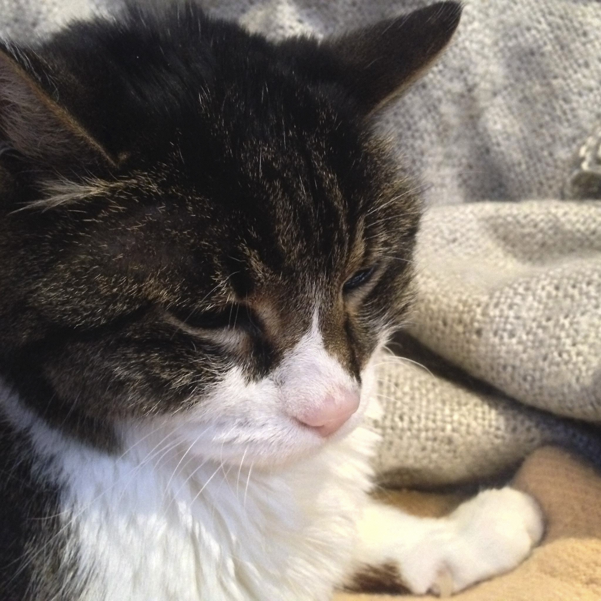 the Watch Kitty | eirene's island