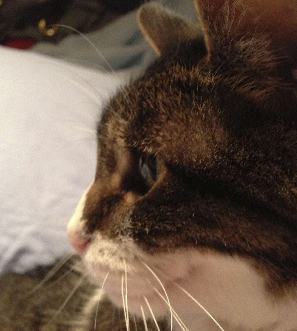 the Watch Kitty | eirene's island